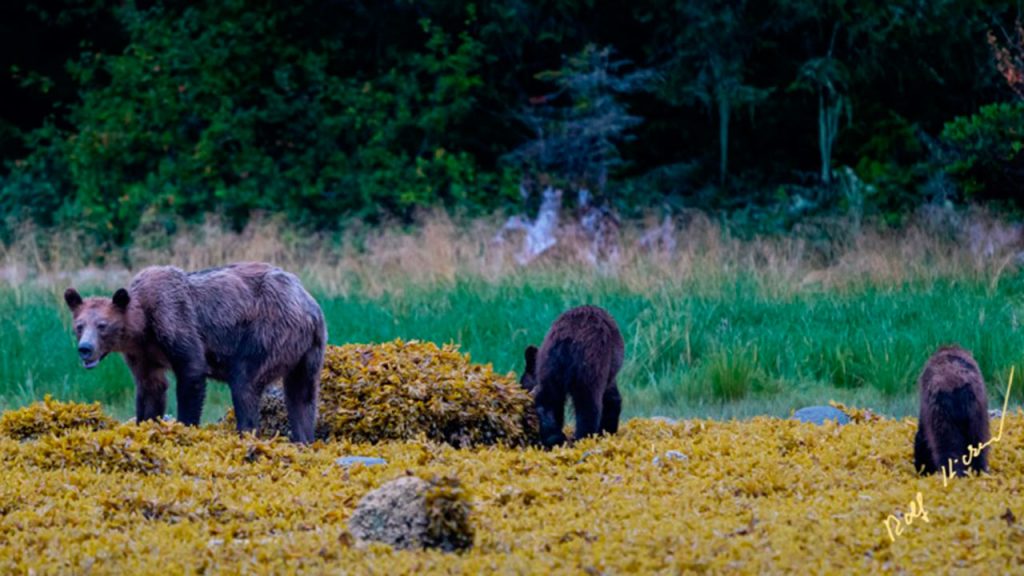 Retratan a familia de osos grizzly muriendo de hambre en Canadá ...
