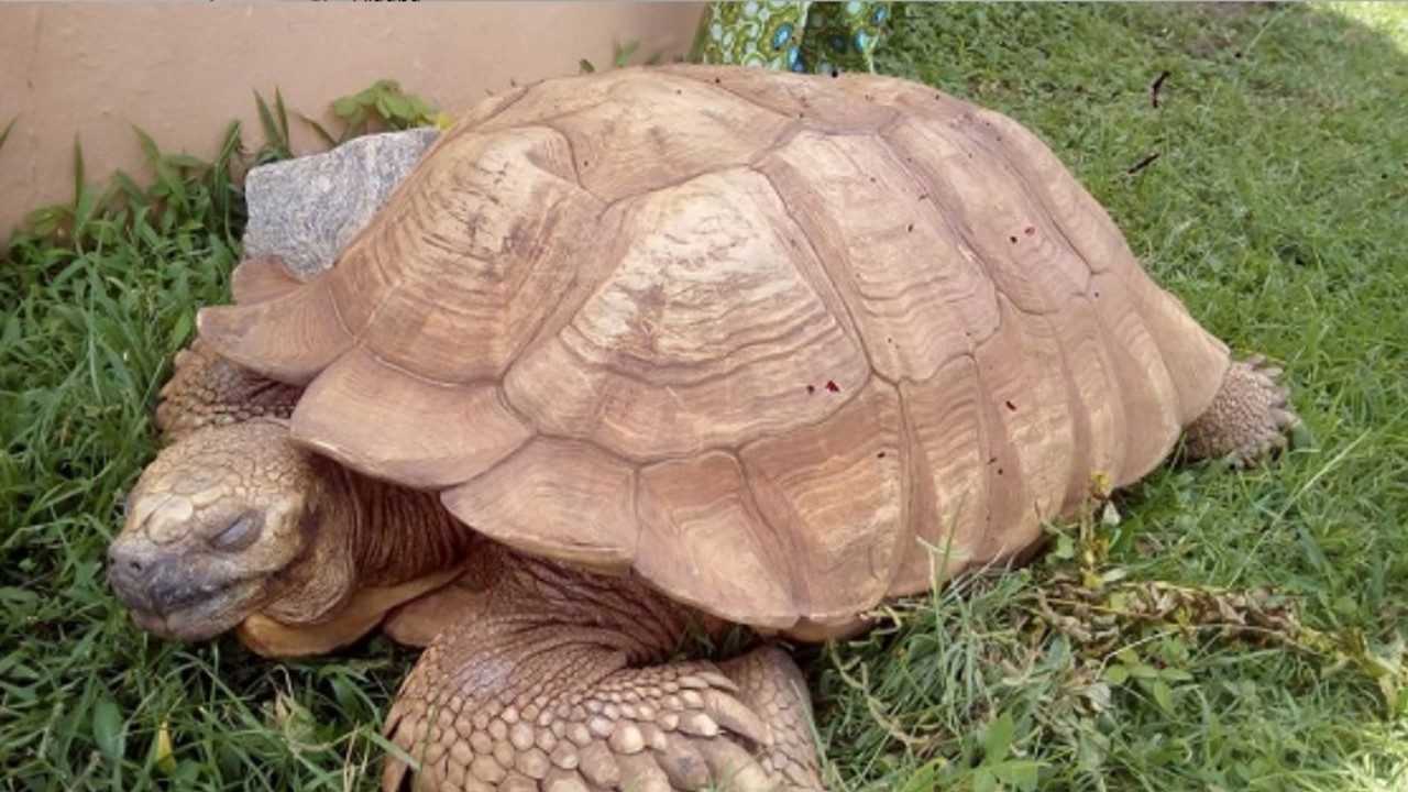 Fallece Alagba a los 344 años, la tortuga más vieja de África ...