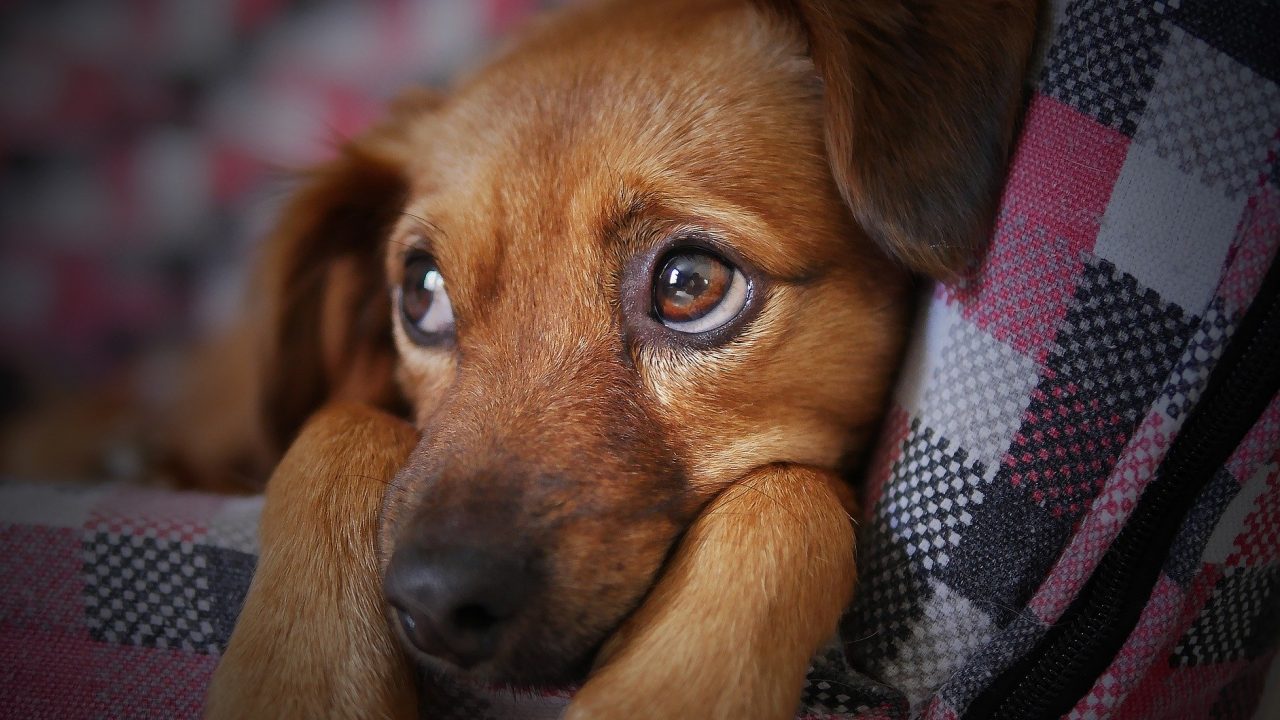 Perros dejarán de considerarse ganado (y comida) en China • Actualidad ...