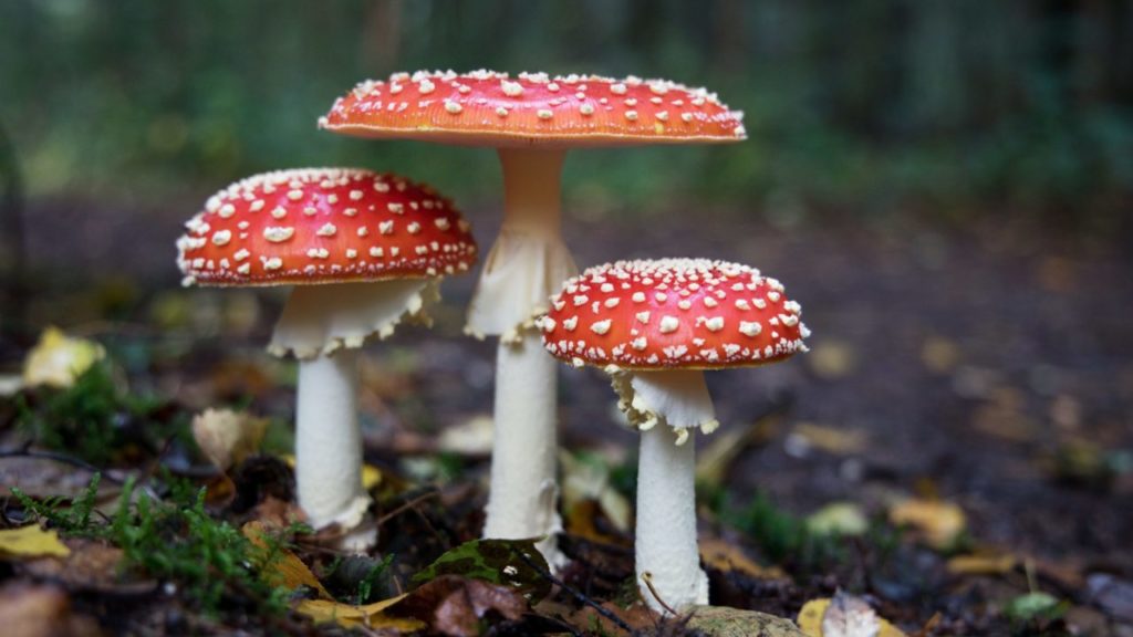 Identifican a hongo de 407 millones de años como el patógeno más antiguo