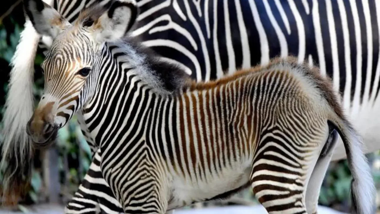Cebra de Grevy, especie en extinción, nace en el bioparque de Roma