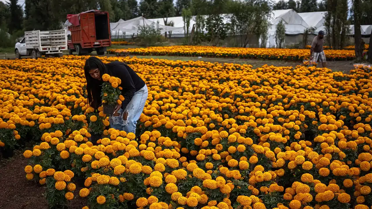 Estiman que ventas de cempasúchil por Día de Muertos asciendan a 350 mdp