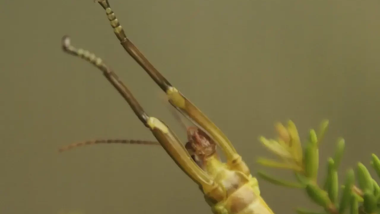 Descubren el insecto más pesado de Australia, con 44 gramos, similar a ...