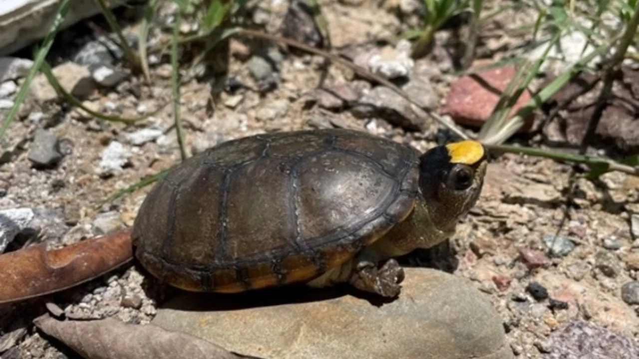 México reproduce en cautiverio ejemplar de 'Casquito', la tortuga más ...